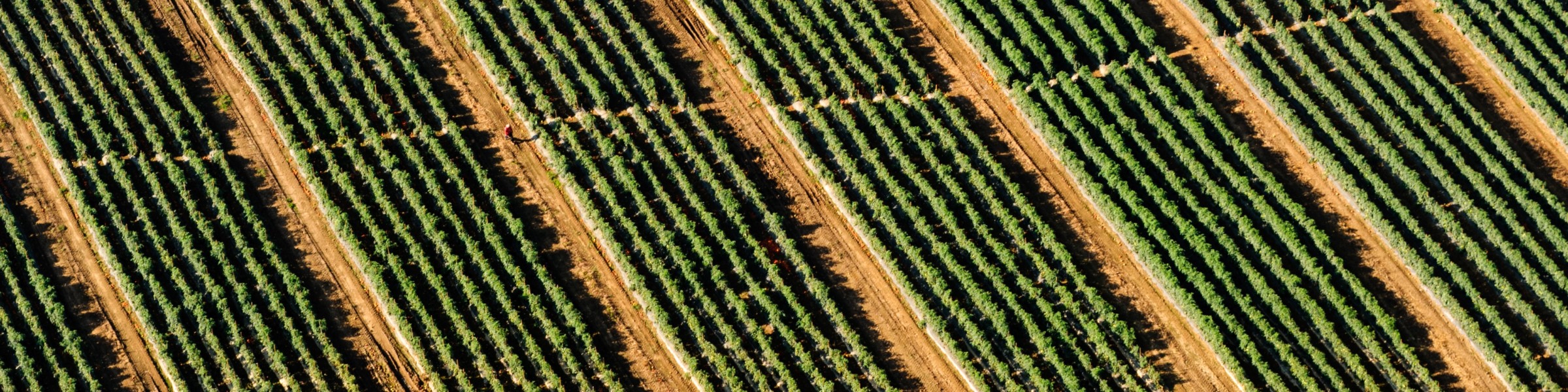 Chewed Up: A Food Law Digest - Foscolo & Diefenbach PLLC Legal Counsel ...